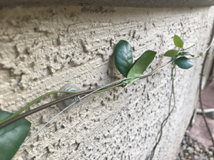 100-Piece Plant Anchor, 3oz Silicone Adhesive, Trellis Training Wire ...