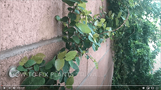 how to fix trellis to the wall Archives - Trellis Anchors